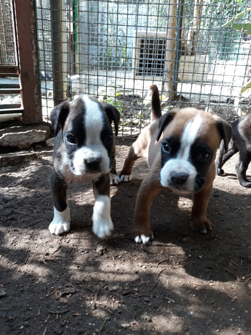 Vendita cucciolo Boxer da Allevamento a Potenza Allevamento e Cuccioli ...