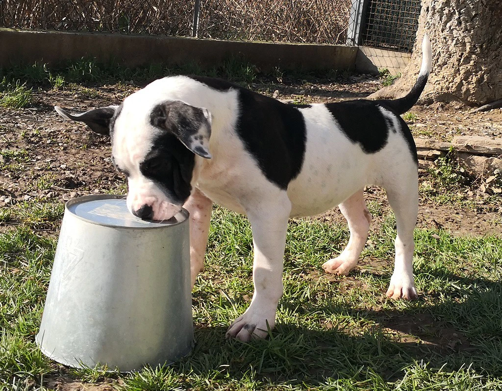 Vendita cucciolo American Staffordshire Terrier da Allevamento a Padova ...