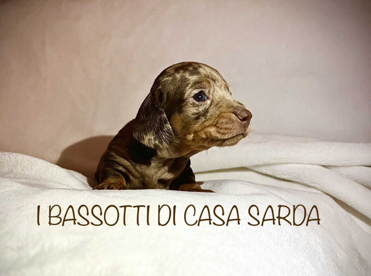 i bassotti di casa sarda Alessandro Sarda del 18/04/2023