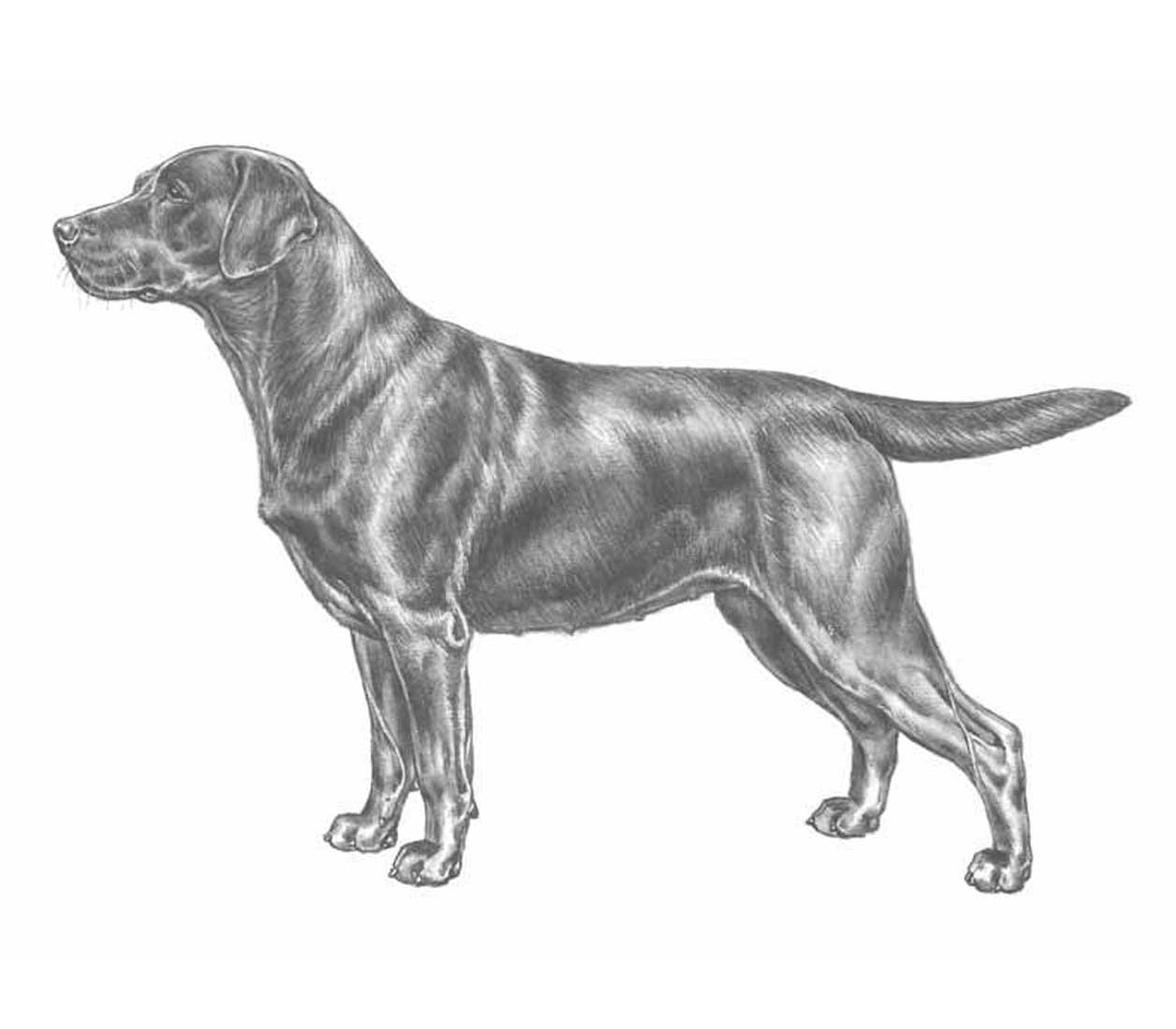 Labrador | caratteristiche della razza di cani