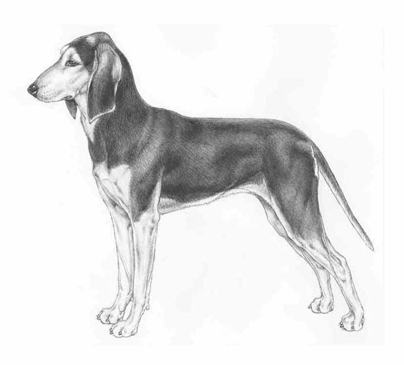 Segugio | caratteristiche della razza di cani