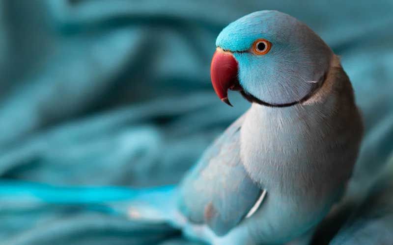 UCCELLI | Caratteristiche e prezzo delle razze