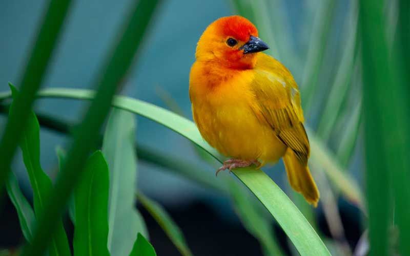 ALTRI UCCELLI | Caratteristiche e prezzo delle razze